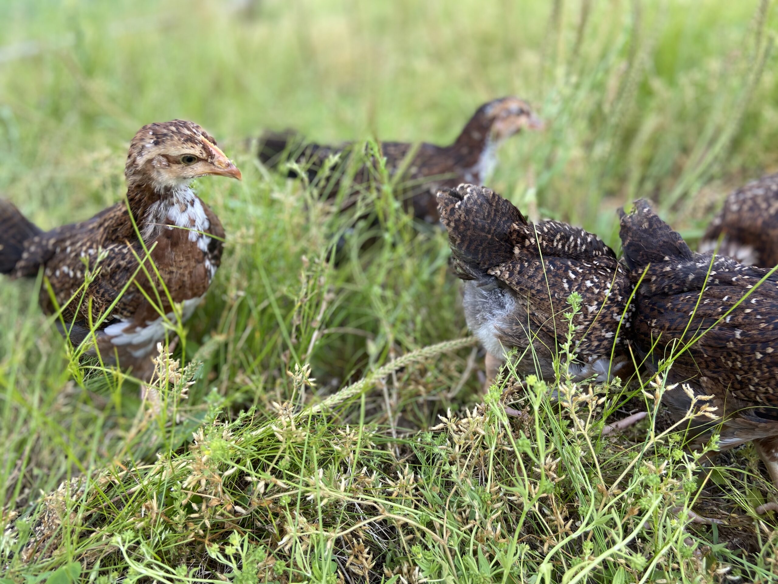 Introducing Chicks to the Outside World - Grace and Hope Farm