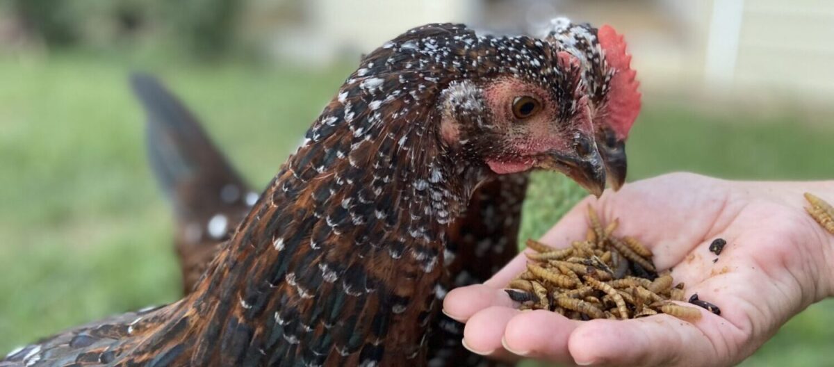 Grace and Hope Farm | Good Nutrition for Backyard Chickens - Grace and ...